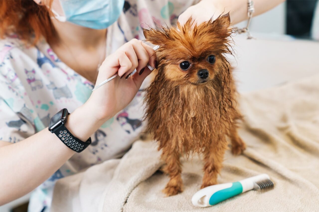 Dog Grooming Safety